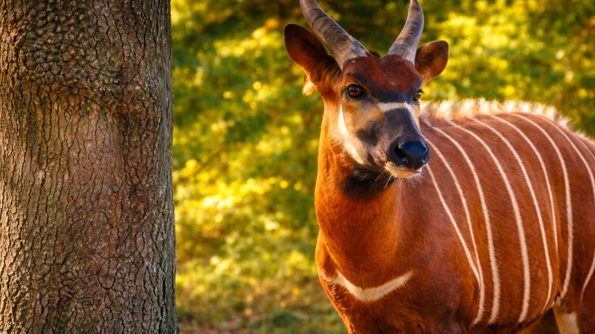 Een van de meest bijzondere dieren ter wereld