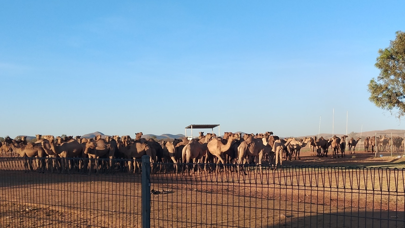 Hundreds of thirsty feral camels damaging fences and water mains in ...