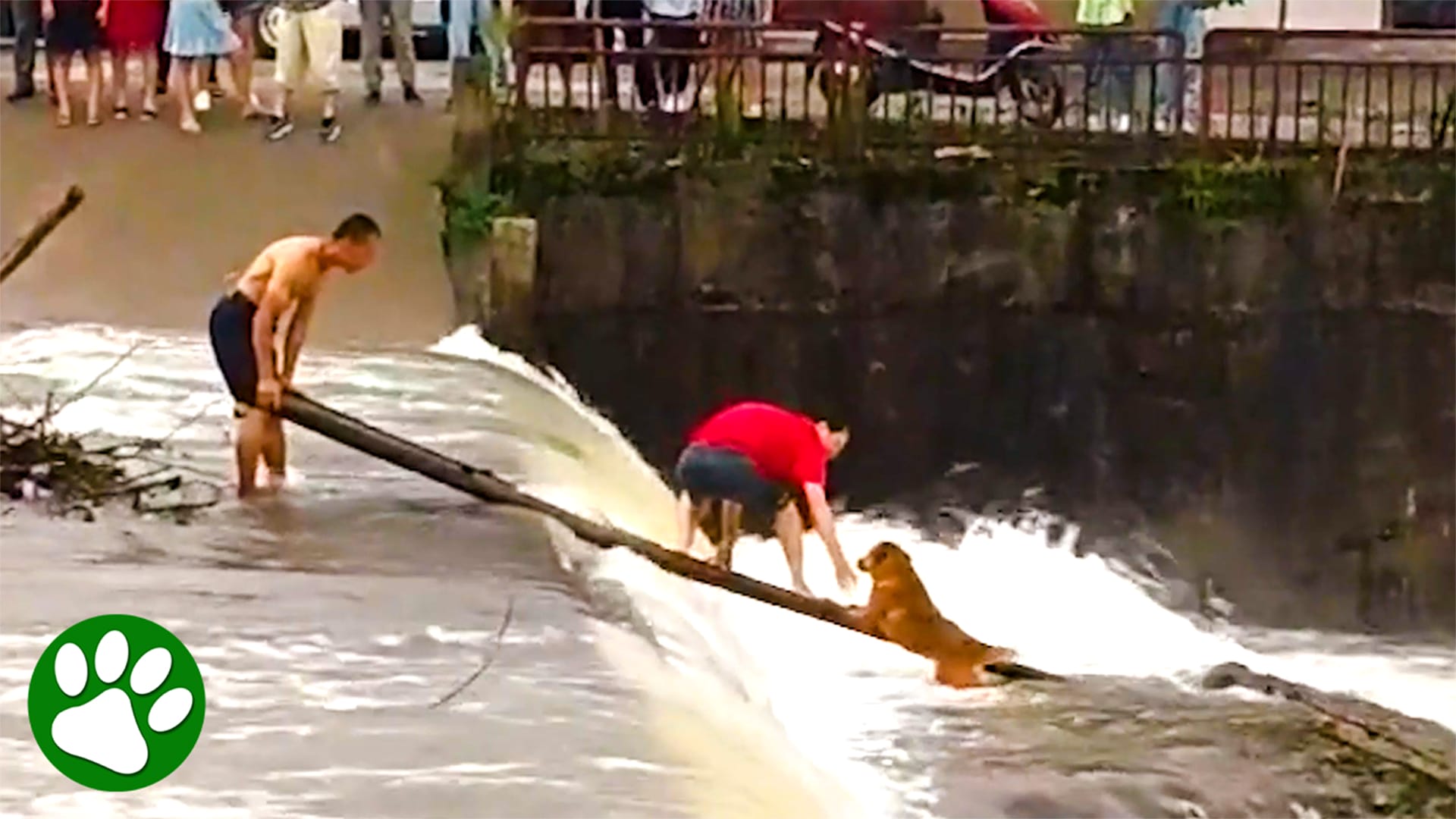 Brave men rescue dog from rushing river