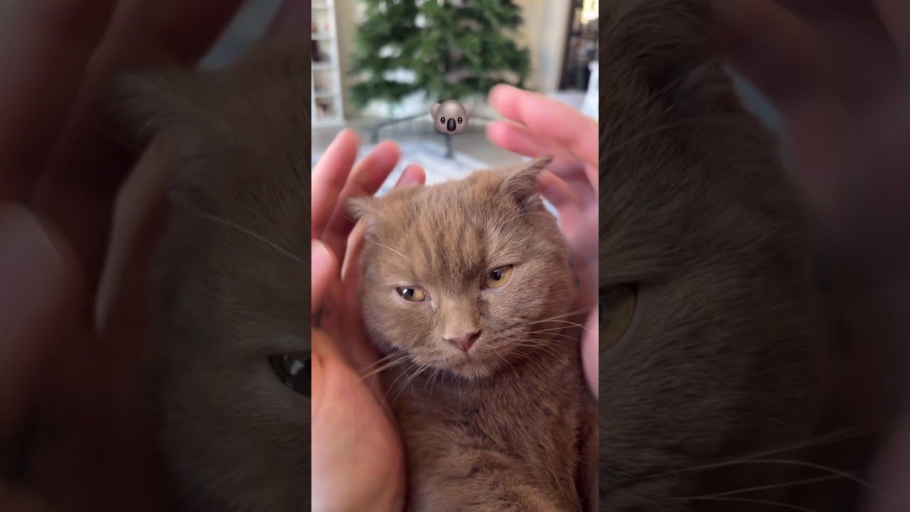 See tiny feline mimic all kinds of wild animals