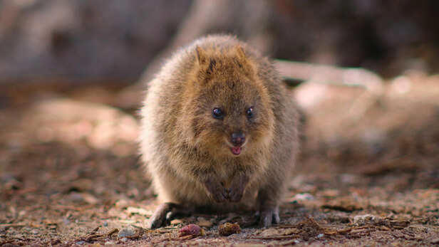 Meet quokka: The happiest animal in the world