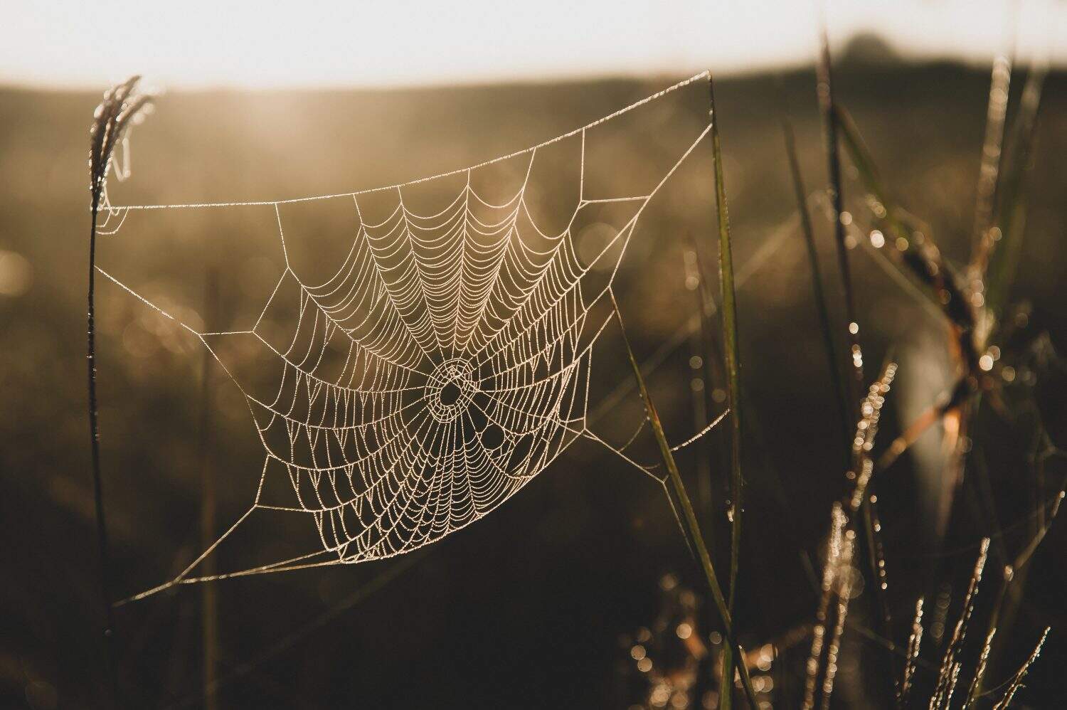How spiders avoid getting trapped in their own webs