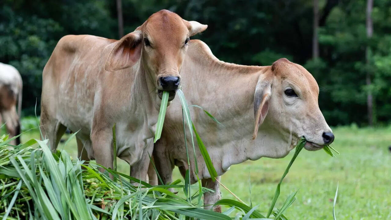 Cows have best friends too and separating them can actually cause stress
