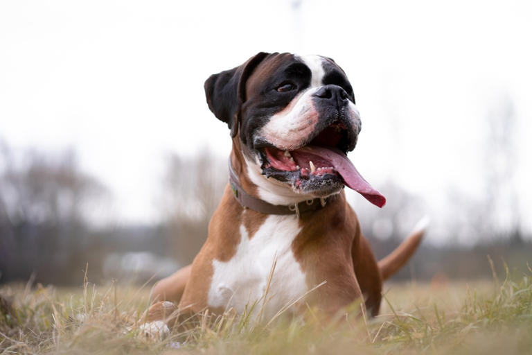 7 dog breeds that are the biggest chewers, according to vets