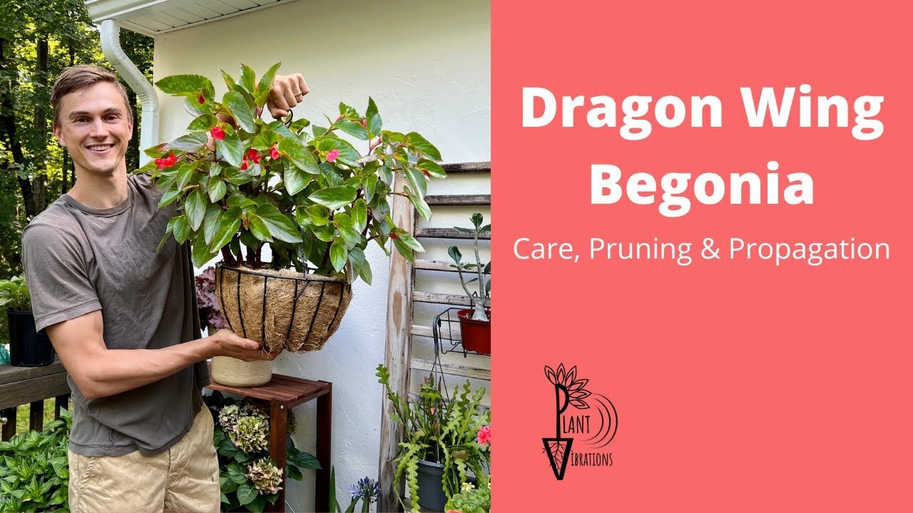 Grow, propagate & prune 'Dragon Wing' begonia - an angel wing begonia ...