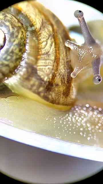 Snail teeth (radula) under the microscope!