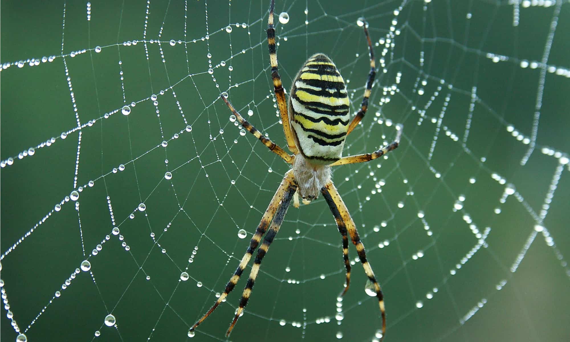 How spiders avoid getting trapped in their own webs