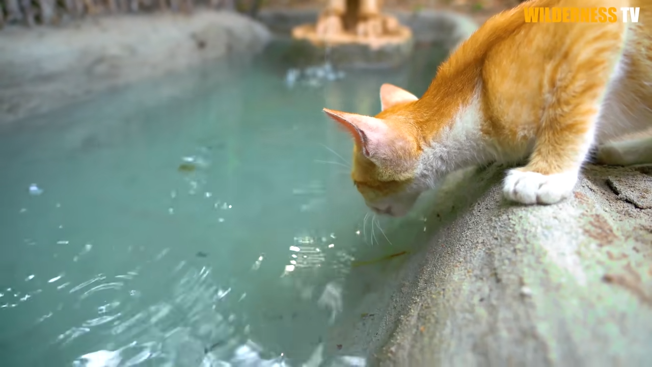 The cat was thin, alone, and waiting while the shelter fell apart