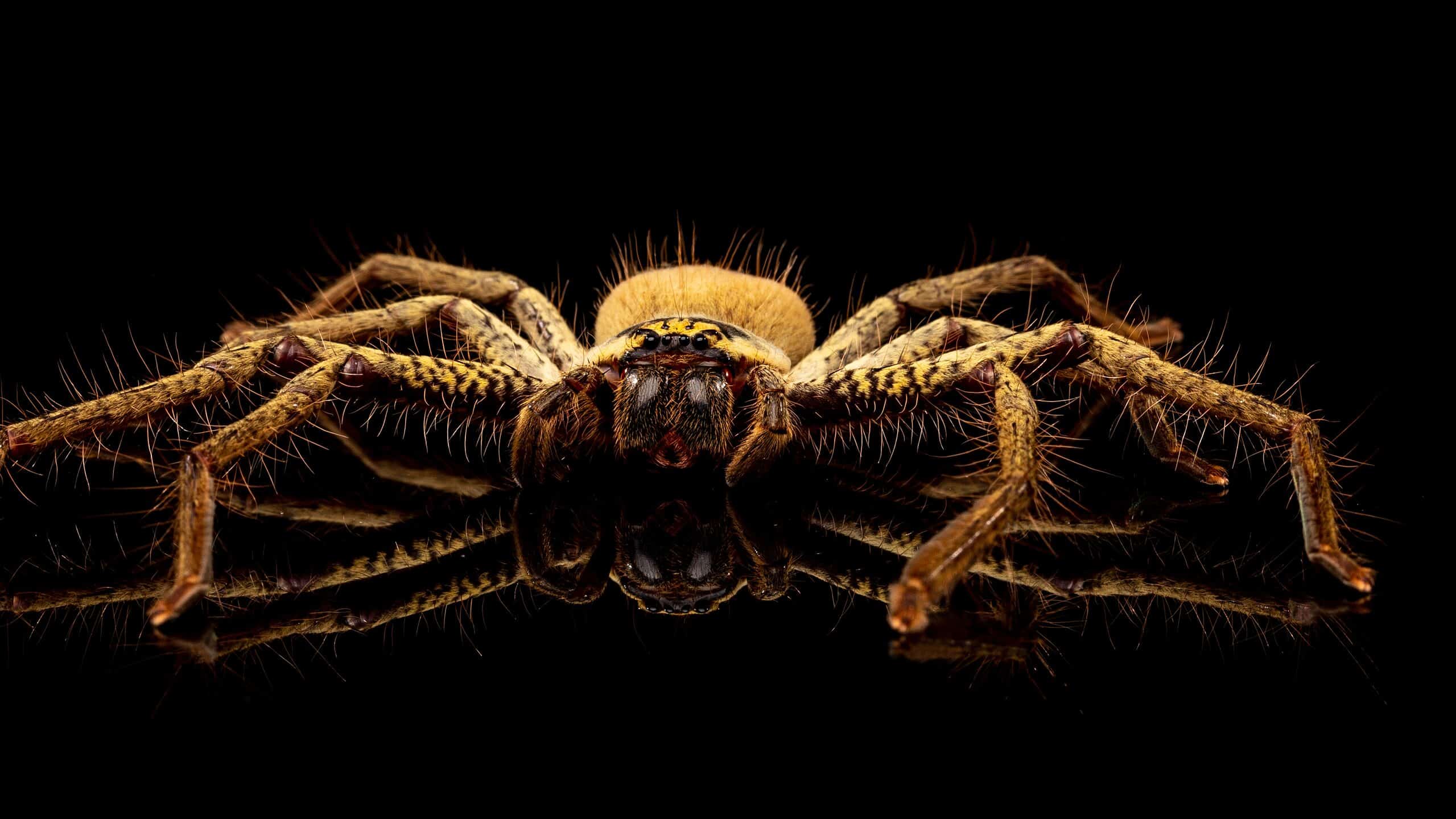 How spiders avoid getting trapped in their own webs