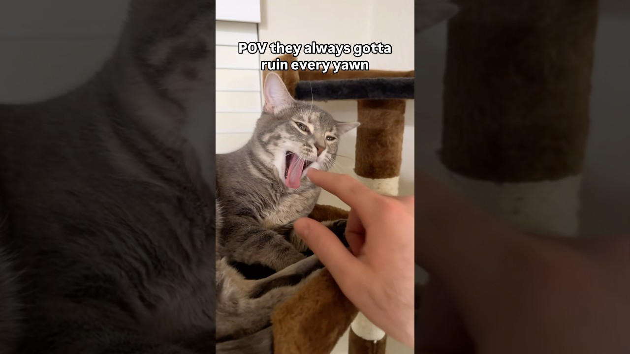 Ruining every one of my cats’ yawns for fun