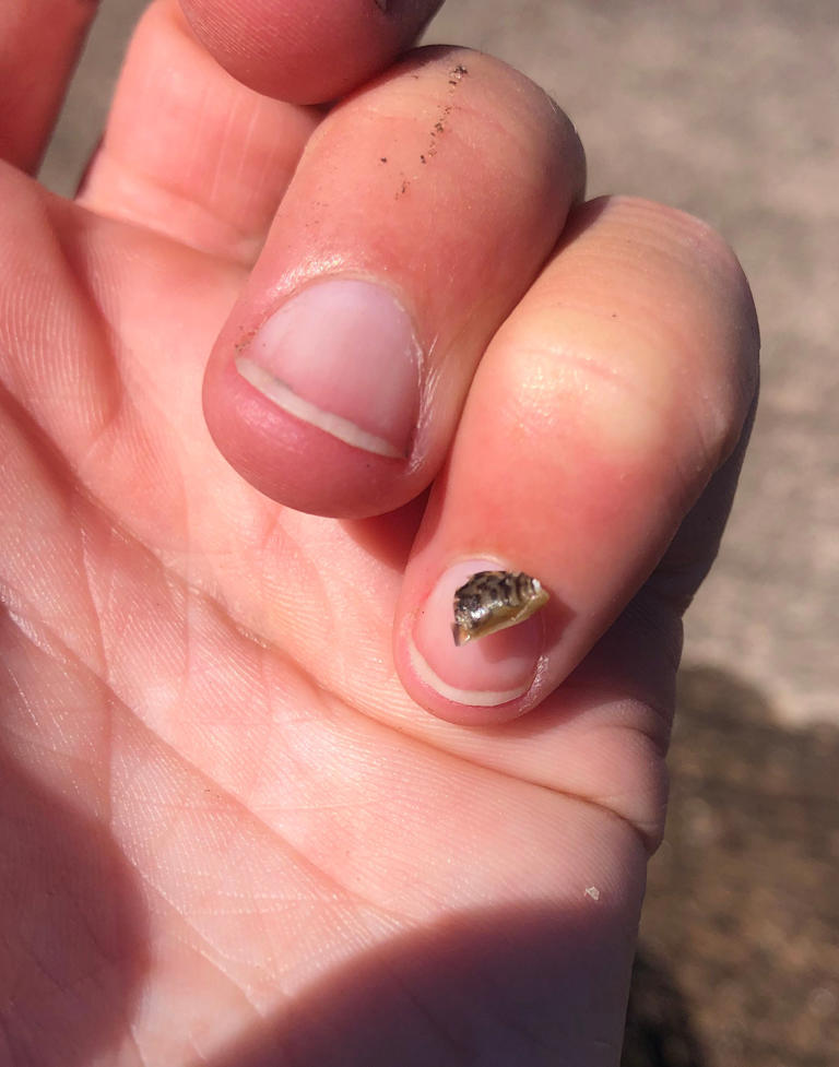 Scientists race to protect Lake Superior from invasive mussels