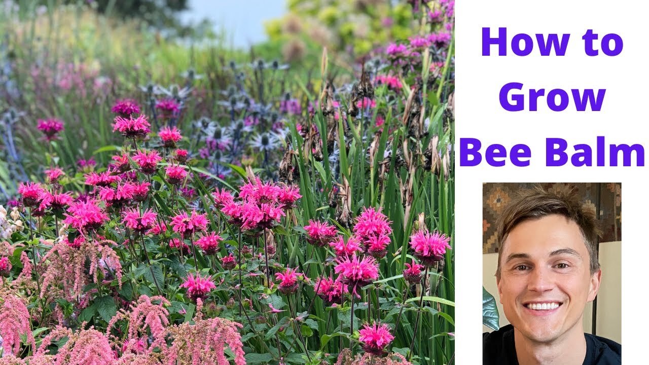 Bee balm - how to grow monarda for pollinators (and no mildew!)