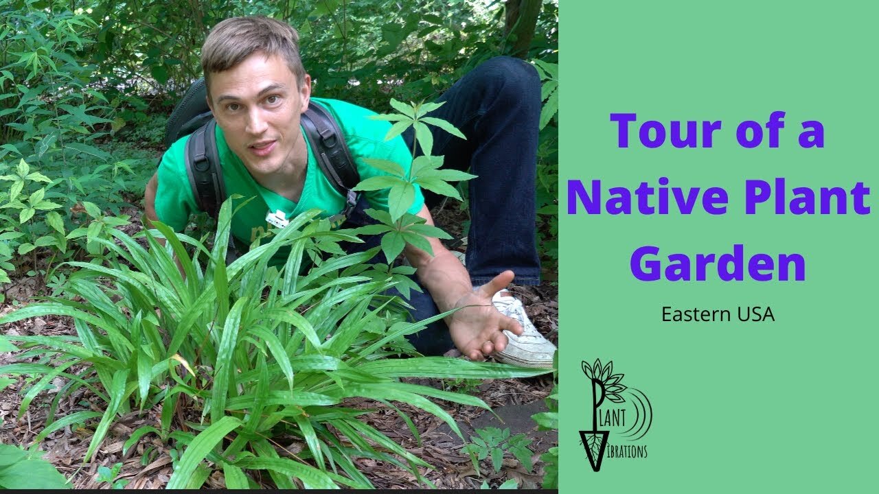 Tour of 25 native plants for eastern USA