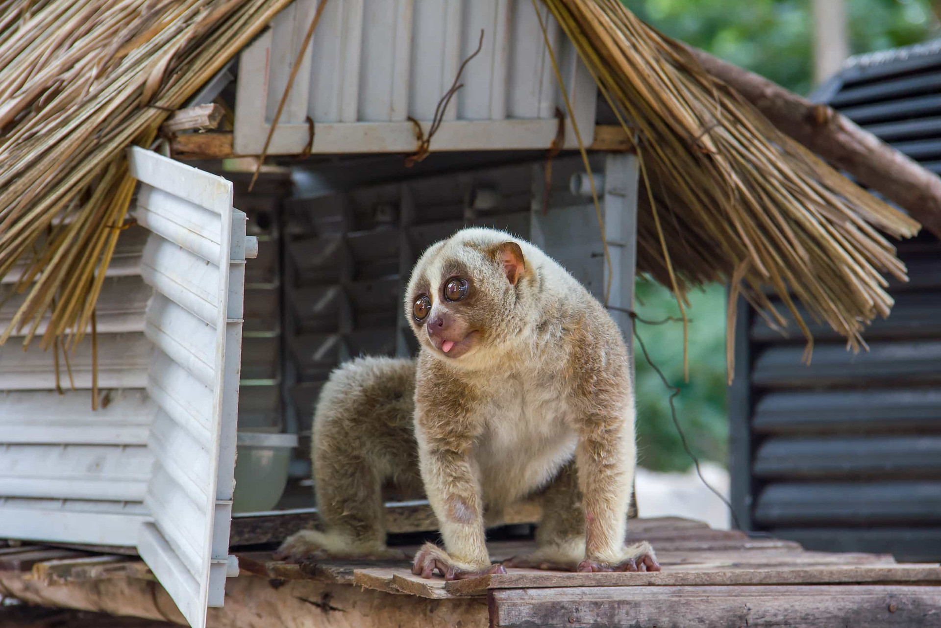 Adorable wild animals around the world