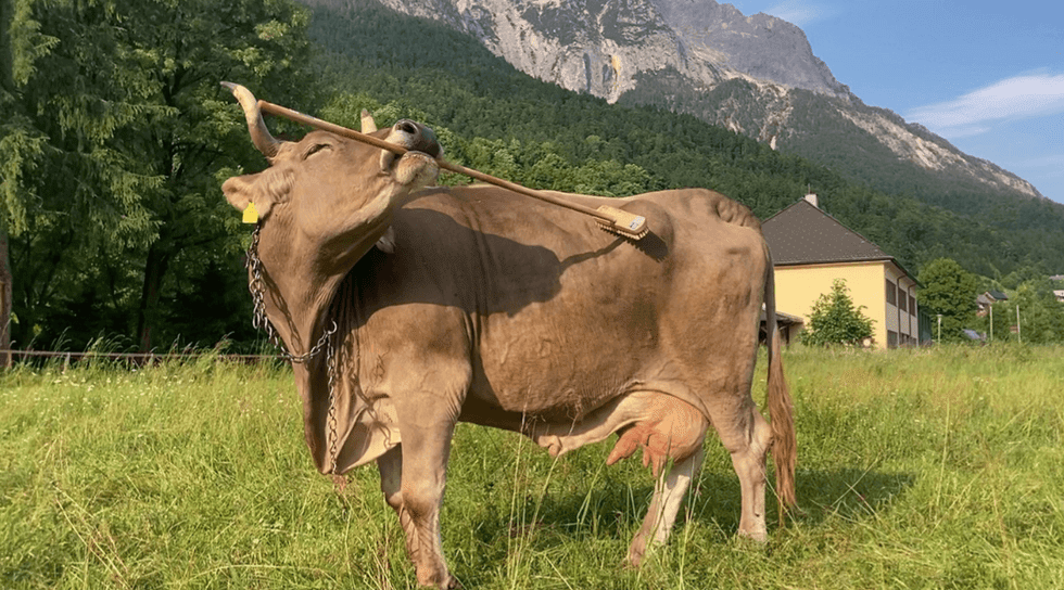 Austrian cow makes history as tool use recorded for first time ever