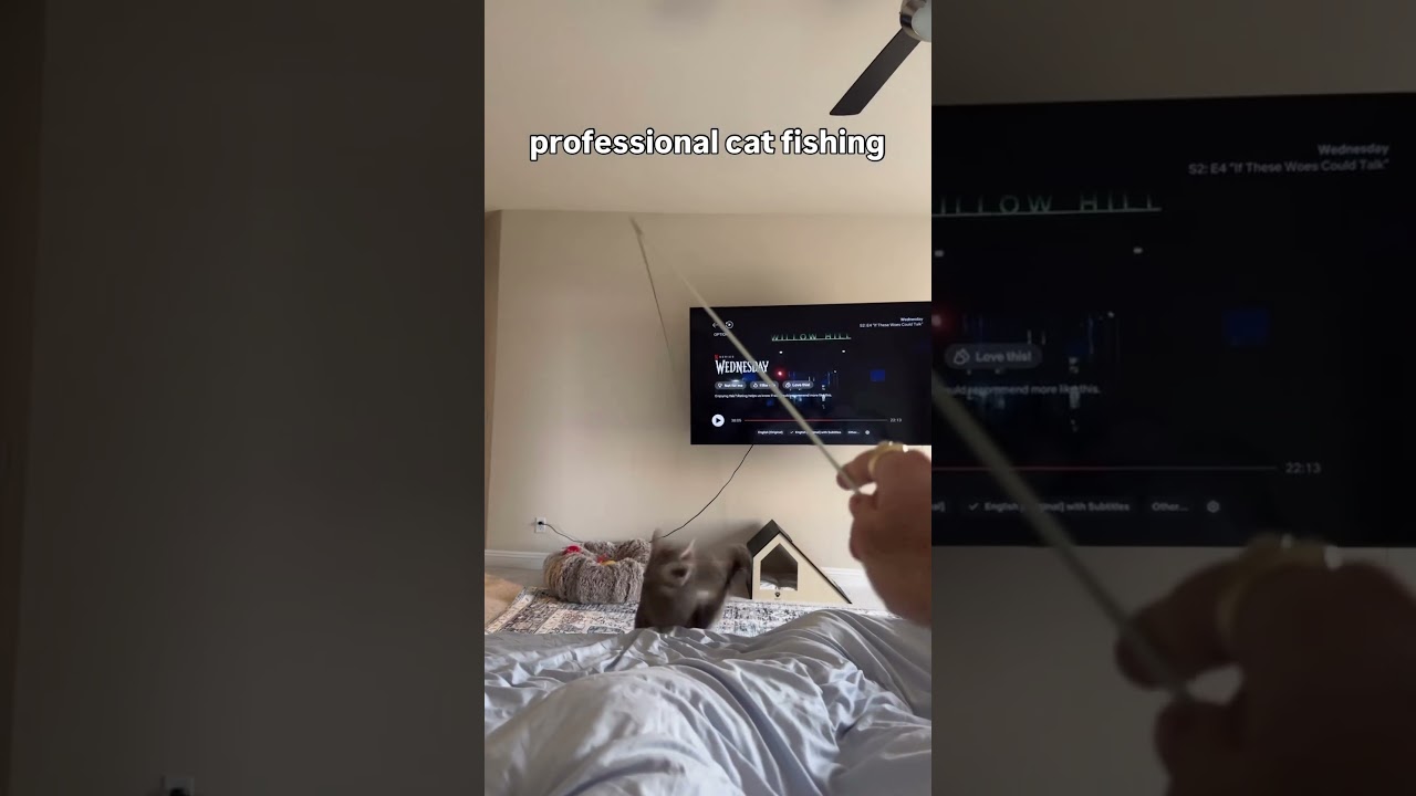Fishing for cats with toys