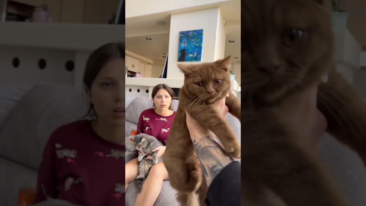 Mom gets our cat names hilariously mixed up