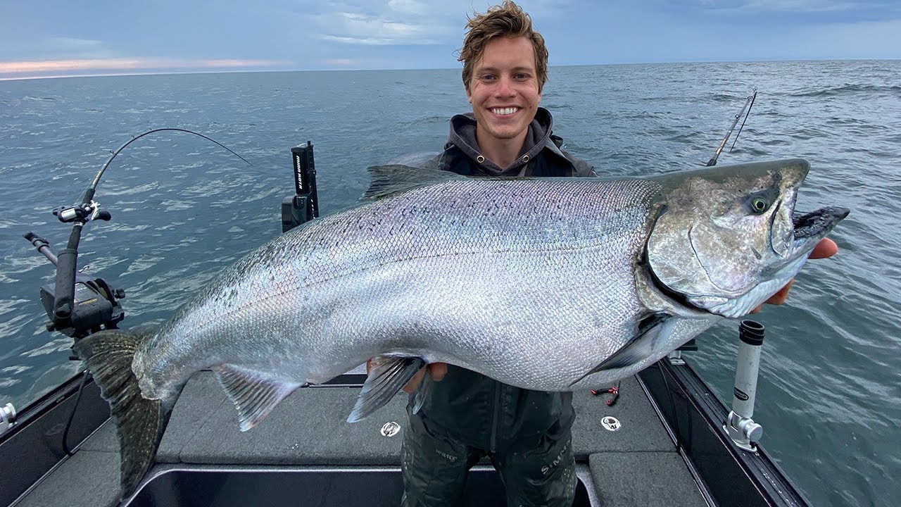 Catch and cook, smoke, eat elephantine king salmon!