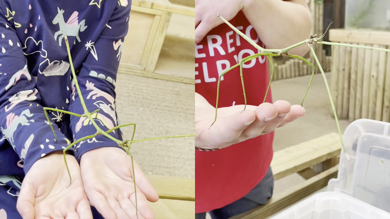 Curious & courageous 6 y/o girl is ecstatic about holding a giant stick ...