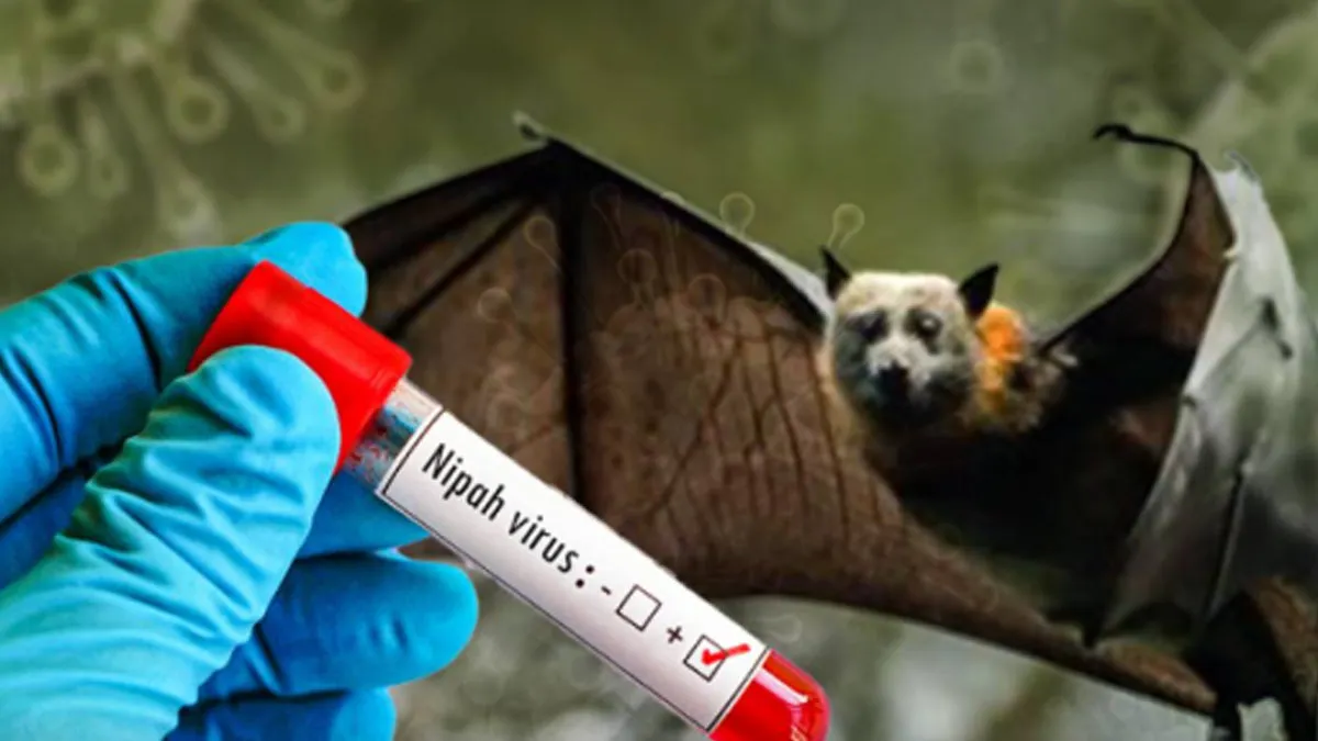 How to stay safe from the Nipah virus in India: Foods to avoid and ...