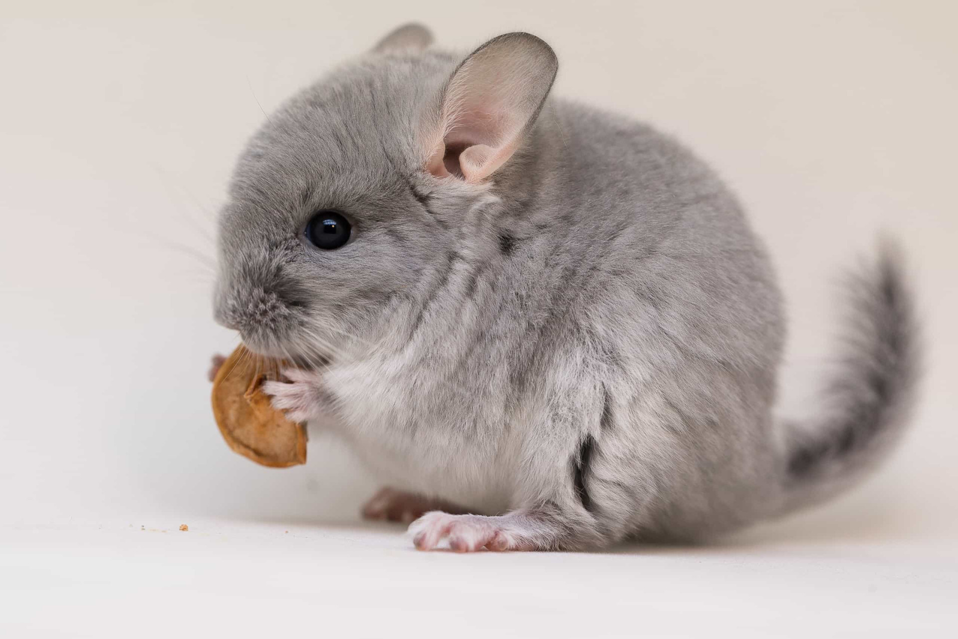 Adorable wild animals around the world