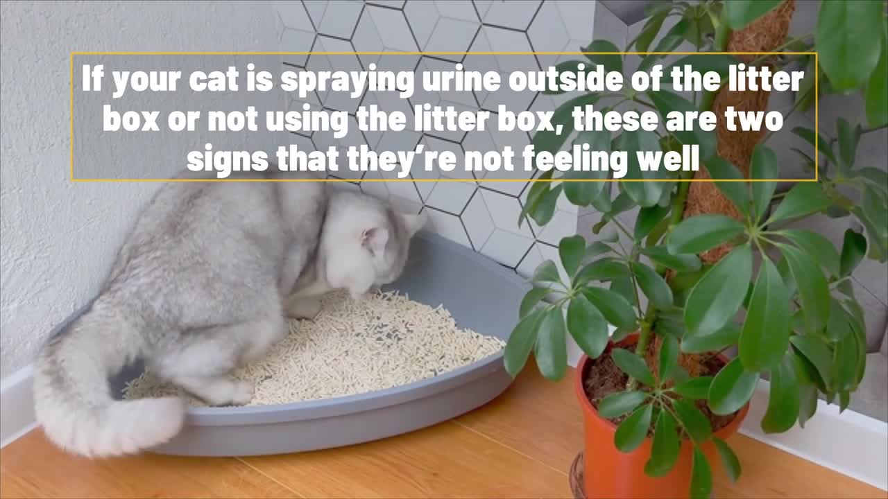 6 signs your cat is feeling under the weather