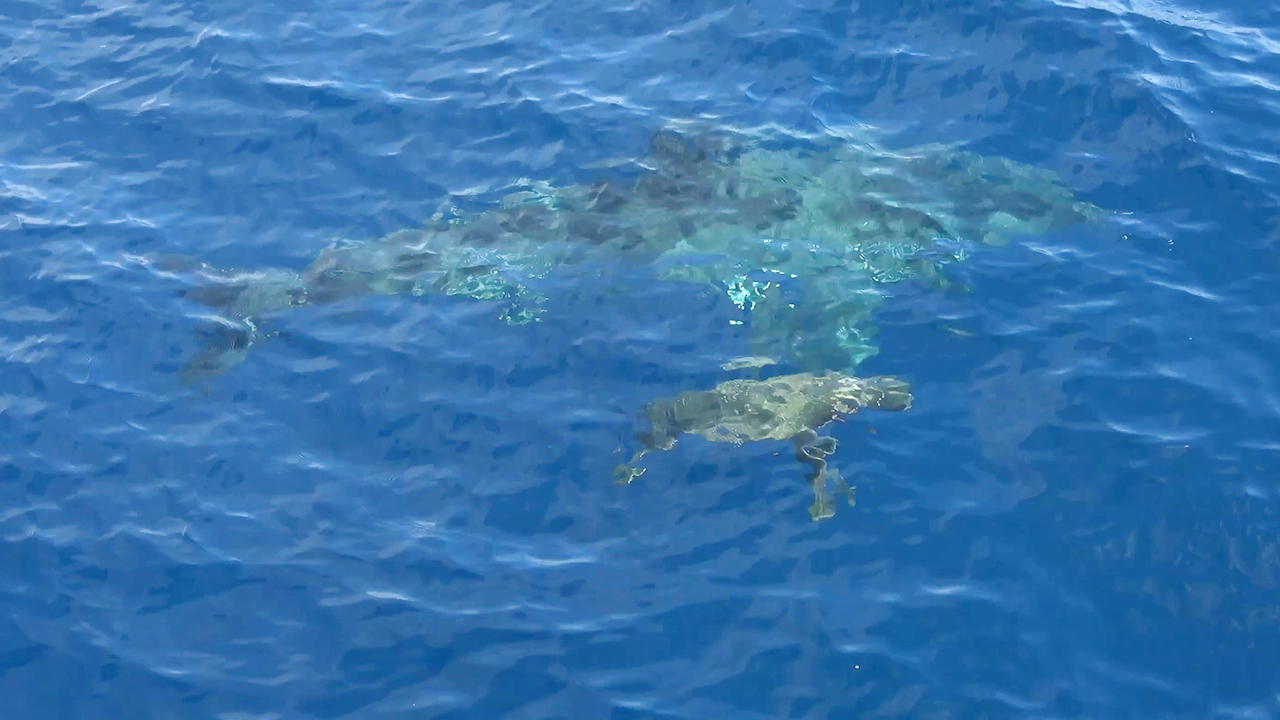 'Tourist records a great white shark swimming right under a sea turtle'