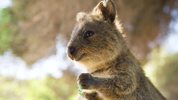 Meet quokka: The happiest animal in the world