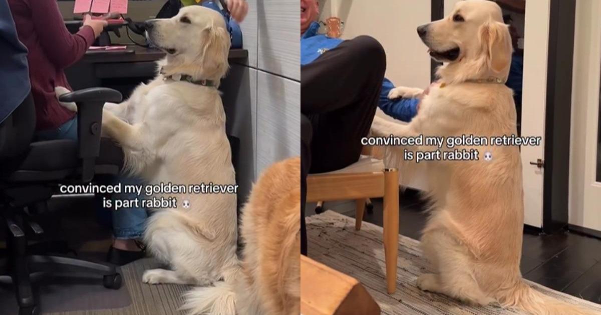 Video: Golden retriever proves he's 'part-rabbit'