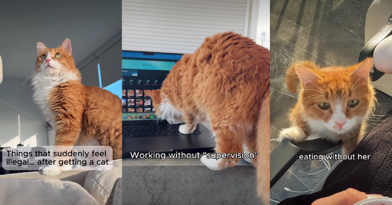 Video: Owner lists ‘things that feel illegal' after getting a cat