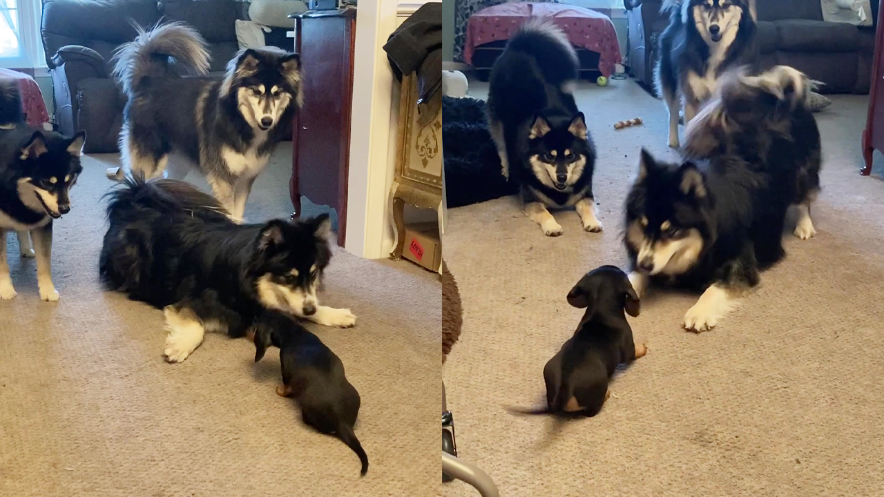 Smol dachshund puppy goofs around with huge husky and pomsky dogs
