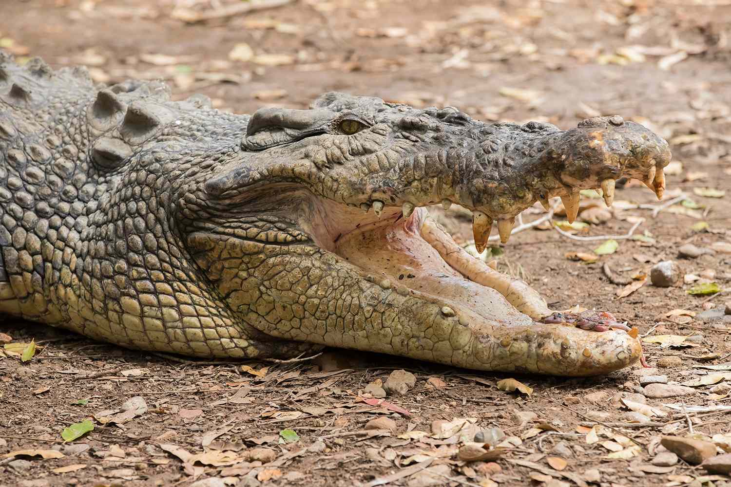 Crocodile attack leaves man, 26, with puncture wounds to his back, legs ...