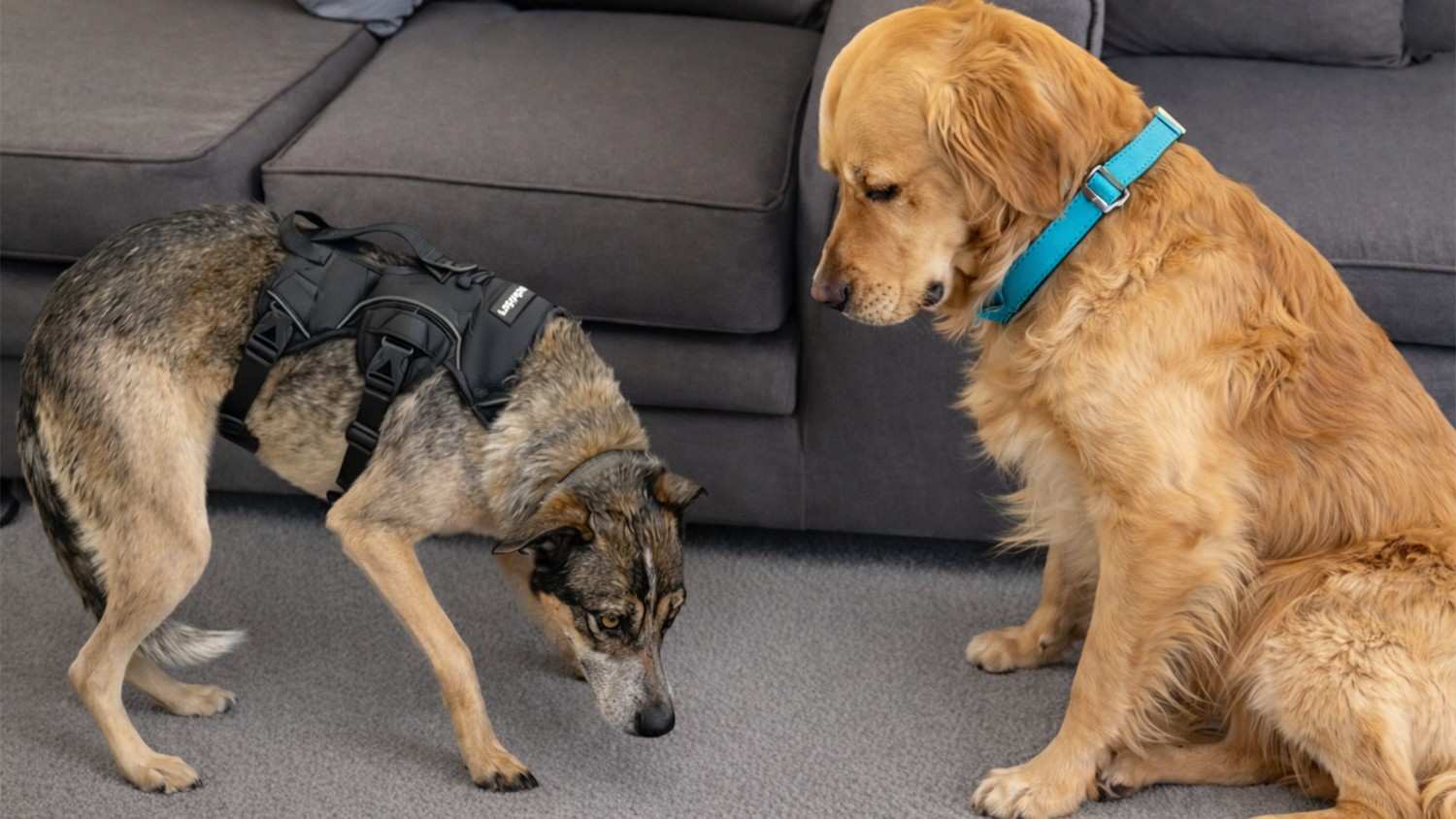 Golden retriever meets completely broken rescue for the first time