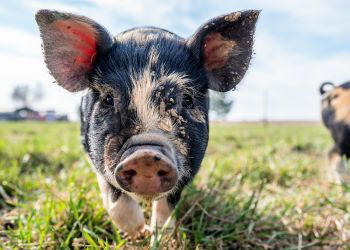 The pig in Chinese astrology: Who are they really?