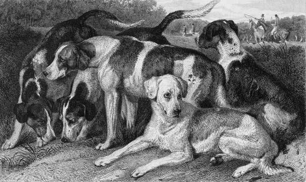 The evolution of the modern dog: Dogs after inbreeding