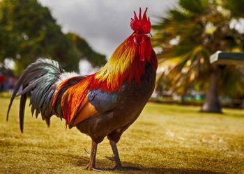 The rooster in Chinese astrology: Who are they really?