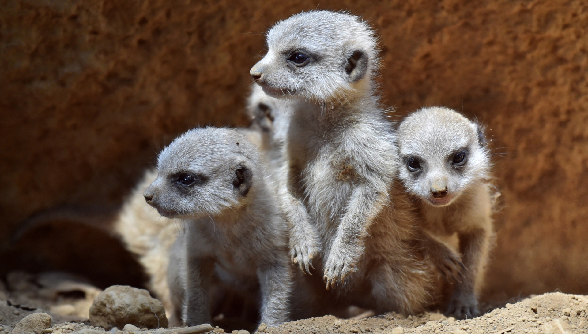 Adorable wild animals around the world