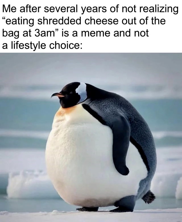 29 softly feral animal memes for humans who enjoy chaos in small doses