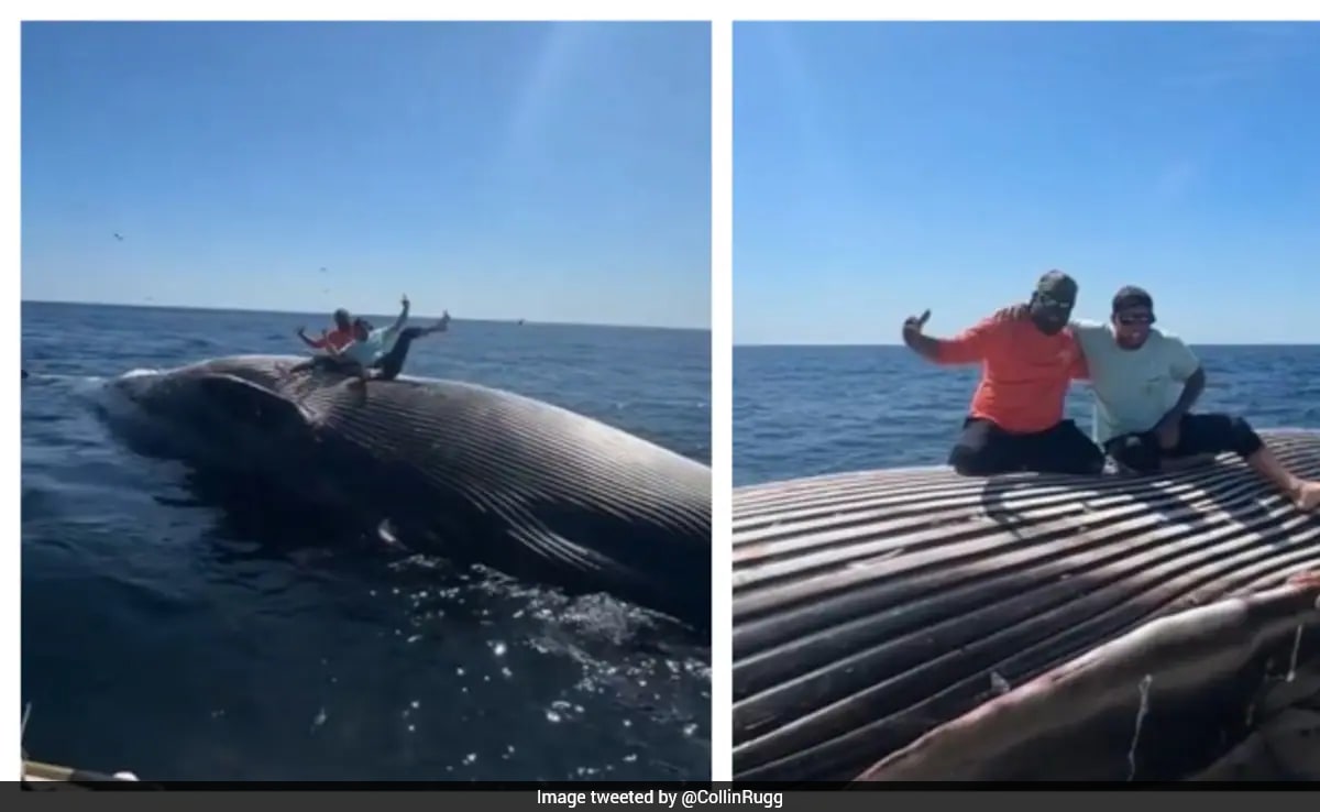 Drunk fishermen pose for photos on whale carcass, video sparks outrage