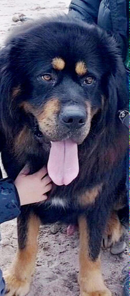 Grandparents killed with beloved pet dog in horror lorry crash