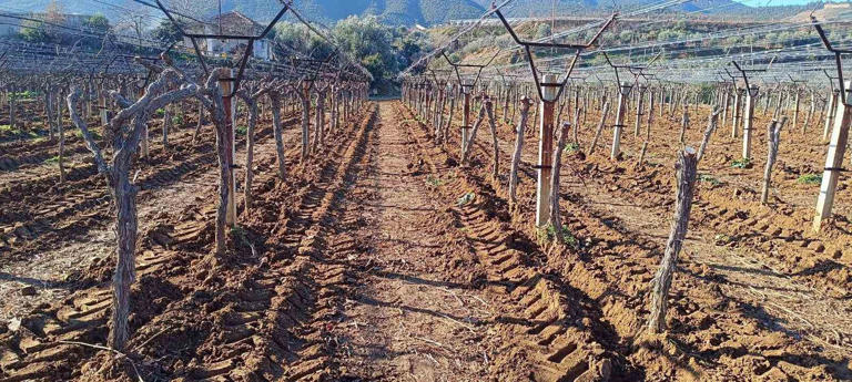 Üzüm üreticisi yenilik peşinde