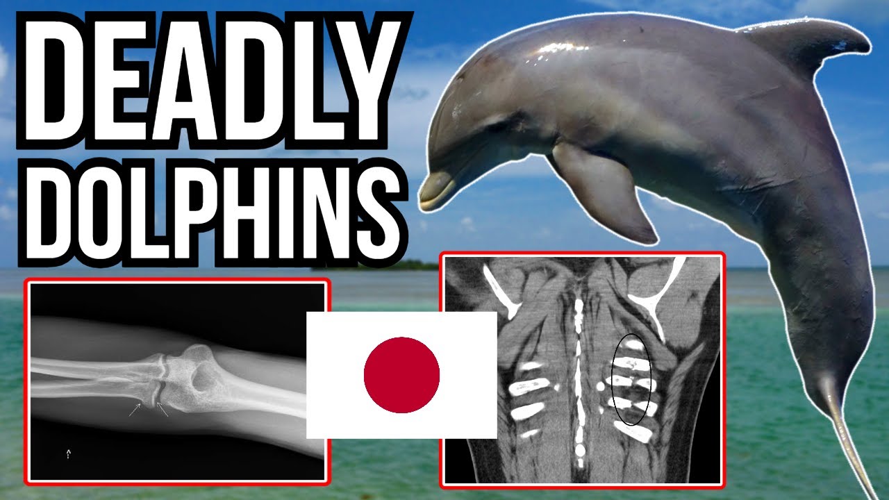 The dangerous seconds when a dolphin refuses to back away