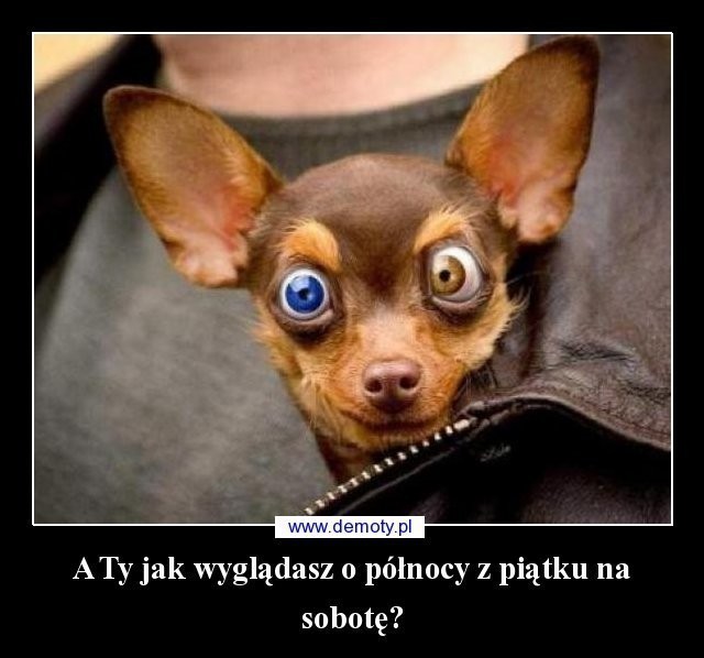 Weekendowe memy! Zobacz, jak internauci świętują dni wolne od pracy [20 ...