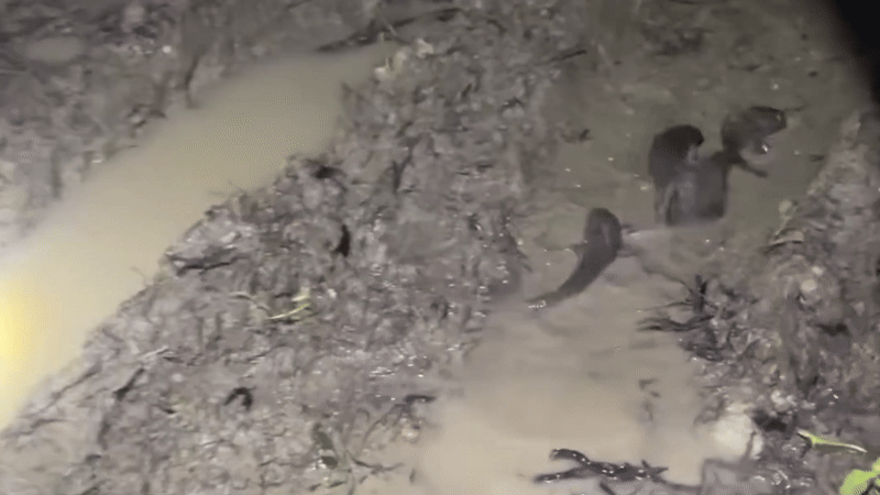 Waiting in the dark: fishing for climbing perch in rain-soaked rice fields
