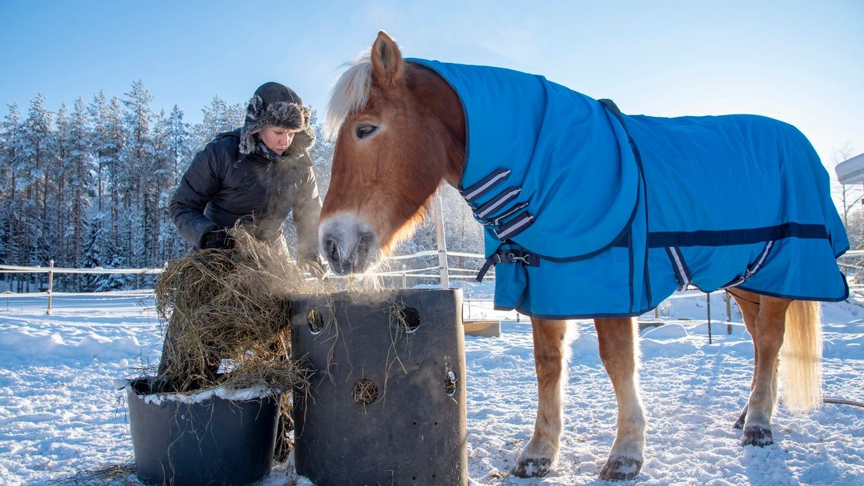 Vergiftetes Heu! Alle Pferde krank und ein Fohlen tot