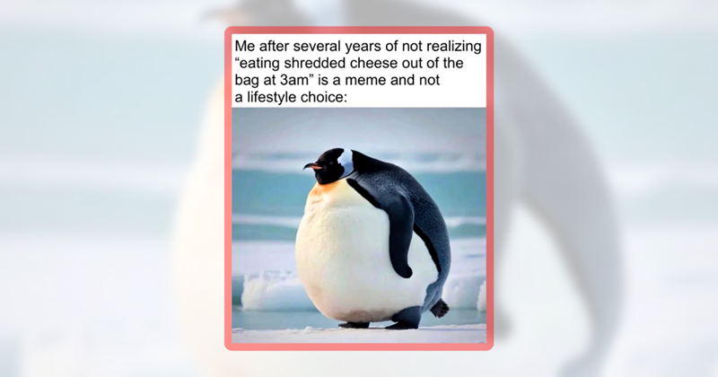 29 softly feral animal memes for humans who enjoy chaos in small doses