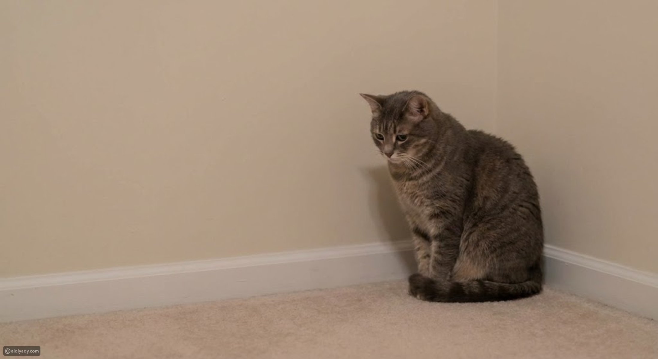 10 signs your cat is miserable living with you