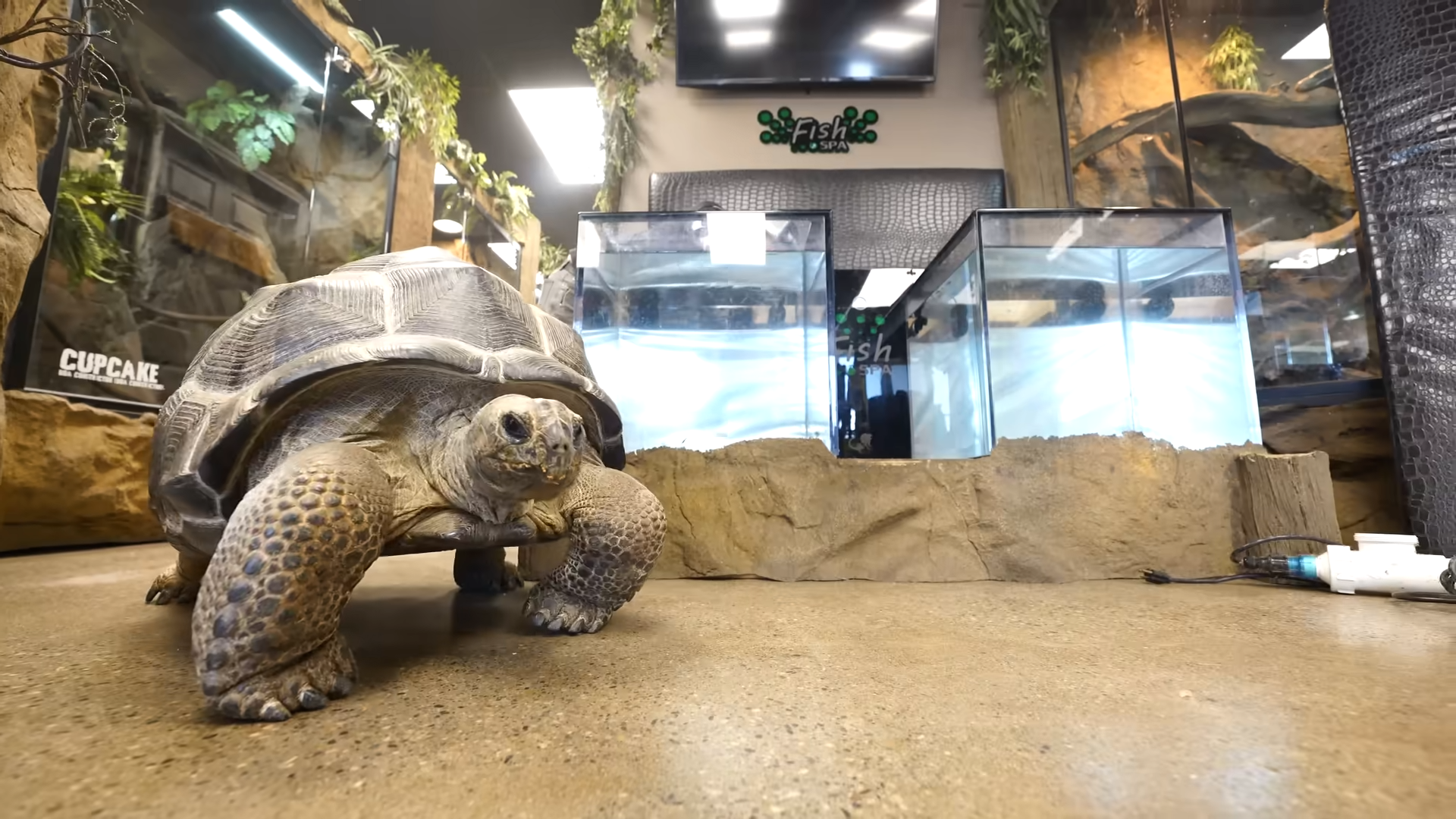 When broken enclosures put keepers and animals at real risk