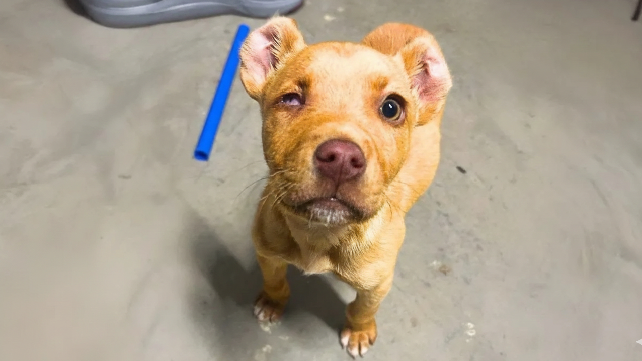One-eyed pup was left in a ditch - now he has a home full of love