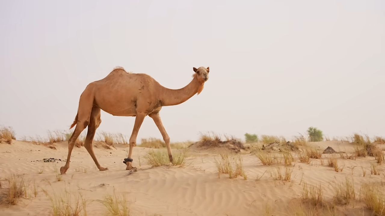 These animal facts are total myths